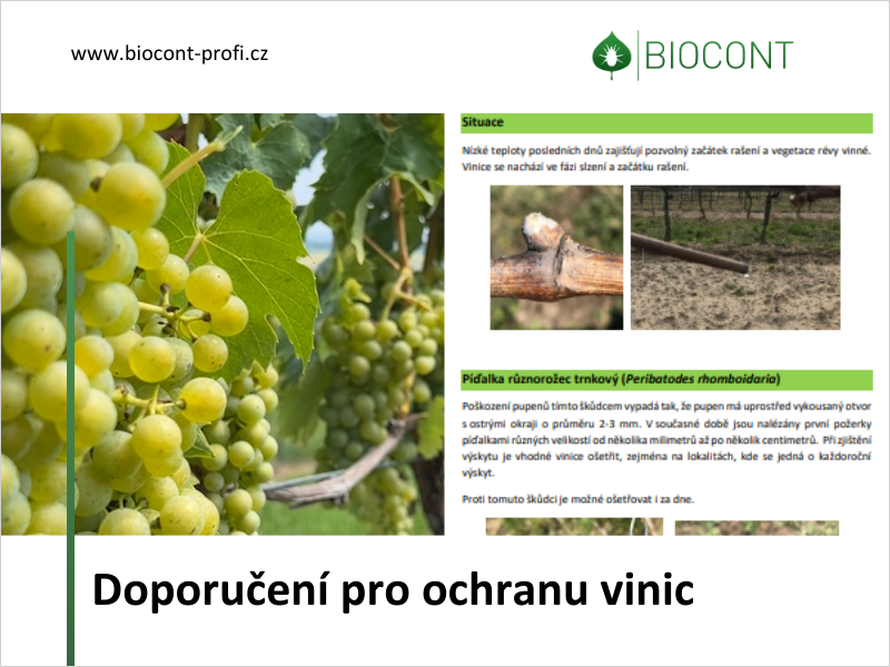 Odebírejte pravidelné Doporučení pro ochranu vinic - Biocont Profi